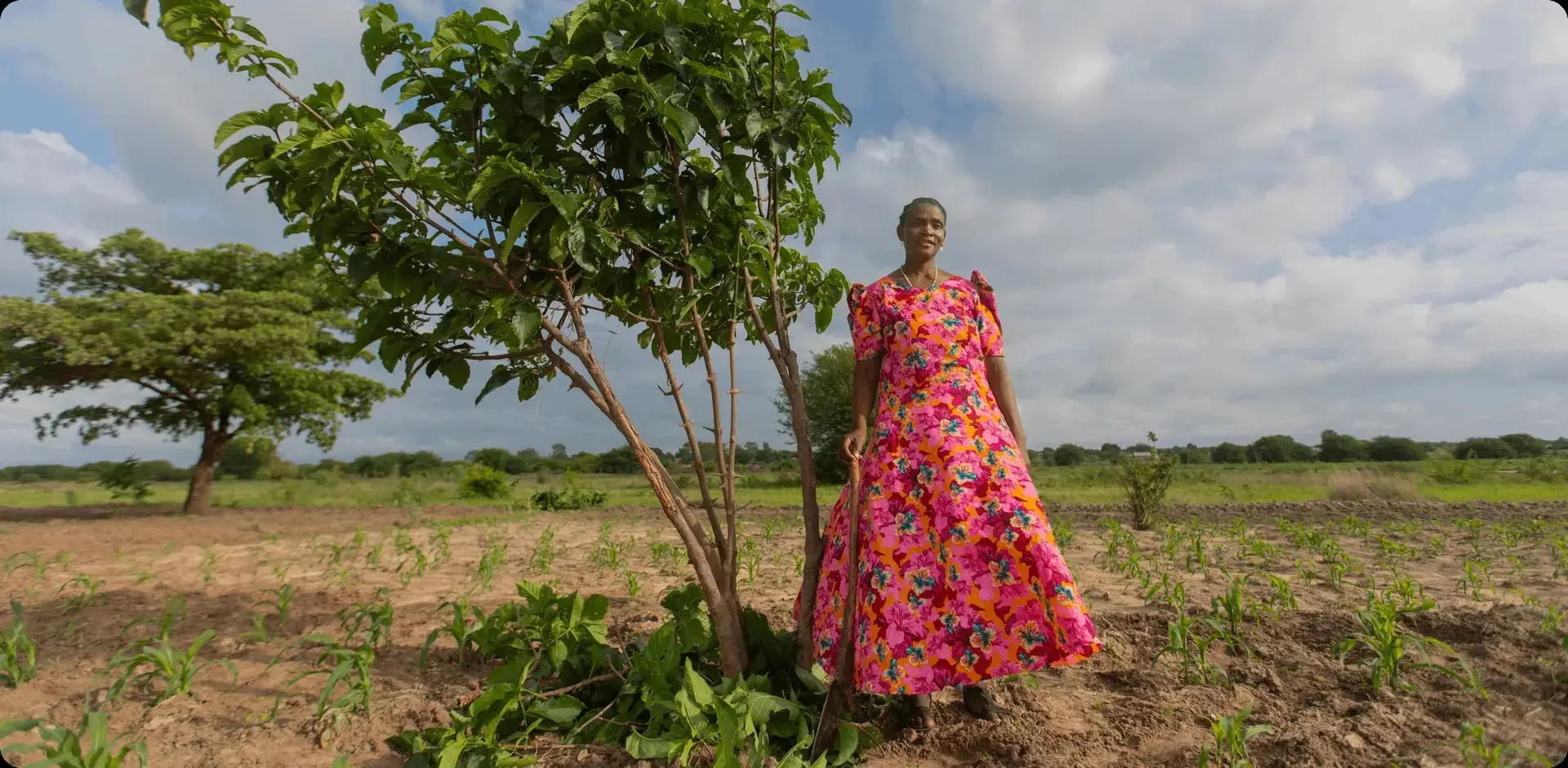 Why regenerate trees: the impact of nature-based sustainability ...