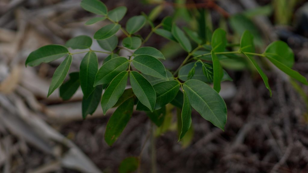 Why we work as a social enterprise | Treebytree